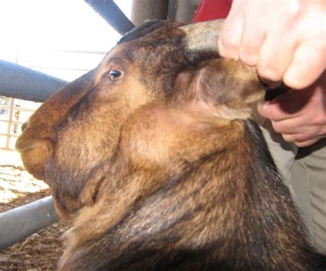 Image External Caseous Lymphadenitis Parotid Lymph Node Goat Merck Veterinary Manual
