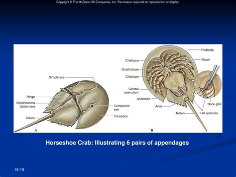 Ppt Classification Phylum Arthropoda Chapter 19 Subphylum Trilobita