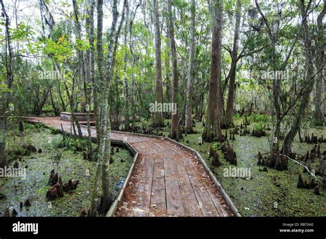 Boardwalk In Bayou Sauvage National Wildlife Refuge Near New Orleans