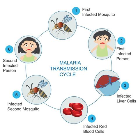 Malaria Transmission Cycle Steps Of Infections In People With Mosquito 28282152 Vector Art At