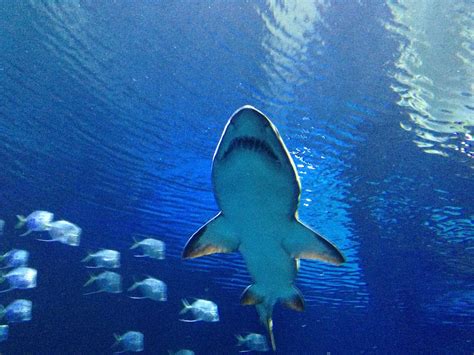 상어 수중 수족관 Pixabay의 무료 사진 Pixabay