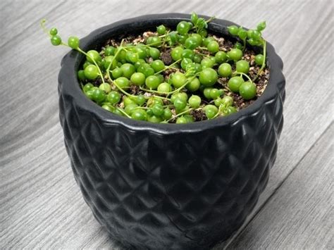 How To Save Dying String Of Pearls Signs Possible Problems And Fix Simplify Plants