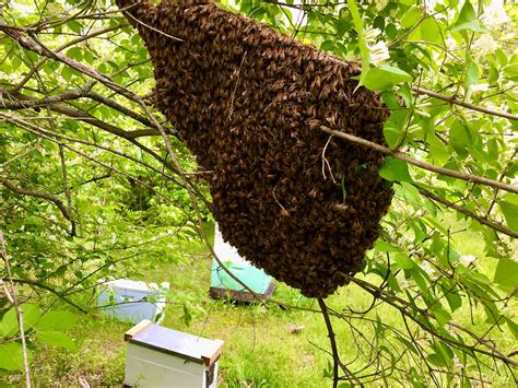 You Have A Honey Bee Swarm Stay Calm And Call A Beekeeper Part 1