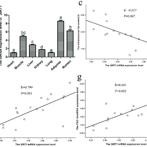 Expression Analysis Of Sirt1 In Yak A Cloning Of The Cdna Sequence
