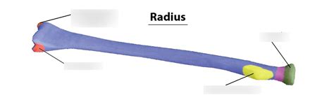 Radius Diagram Quizlet