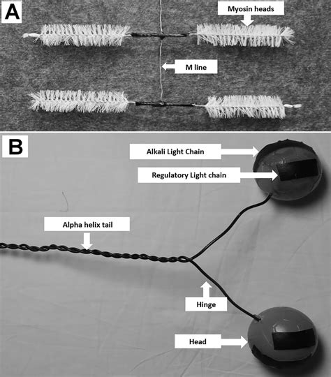 A Model Depicting The Arrangement Of Multiple Myosin Molecules On Both Download Scientific