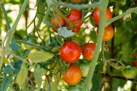 Will Tomato Plants Come Back Next Year Not Likely A Pro Says