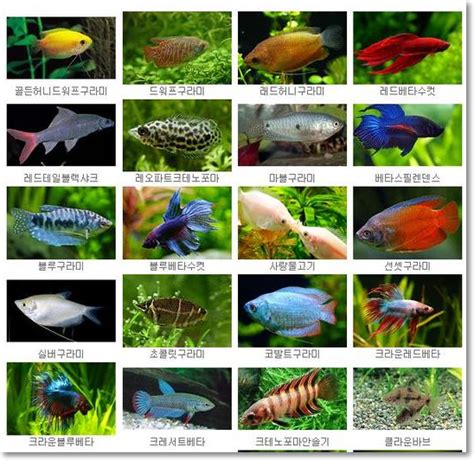 물고기 종류 알아보기1 네이버 블로그