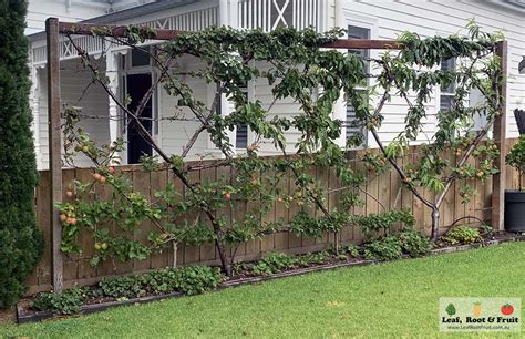 How To Set Up And Maintain Espaliers Leaf Root And Fruit Gardening