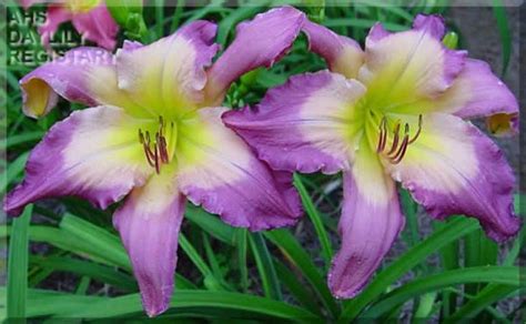High Water Mark Indian Camp Daylilies