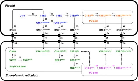 Fatty Acid Desaturation The Scheme Depicts The Different Pathways