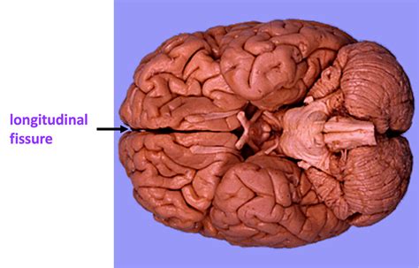 Brain Anatomy 375 Human Physiology In Health And Disease Pbio 375