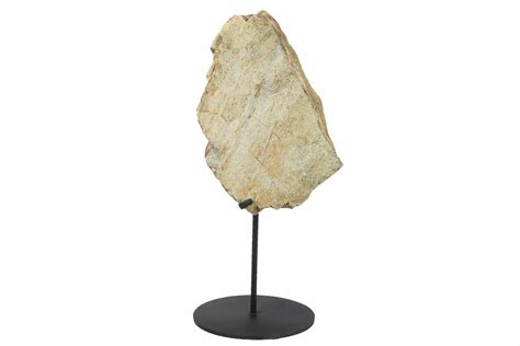 6 Fossil Sauropod Limb Bone Section W Metal Stand Colorado 294916 For Sale