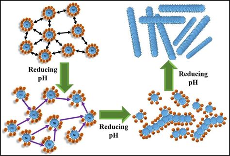 Schematic Illustration Of The Self Assembly Of Ni Nps And The Formation Download Scientific