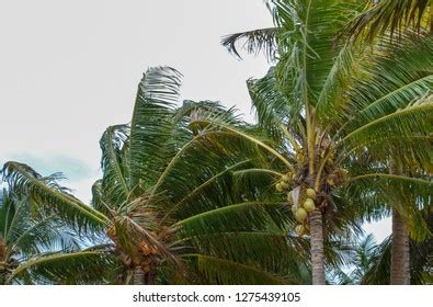 265 Coconut Tree During Wind Images Stock Photos Vectors Shutterstock