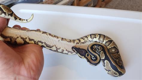 Female Normal Het Puzzle Ball Python Geeky Gecko Creations