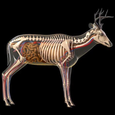 Deer Anatomy Model Turbosquid 1461620