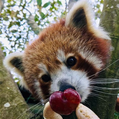 Red Panda Eating Fruit