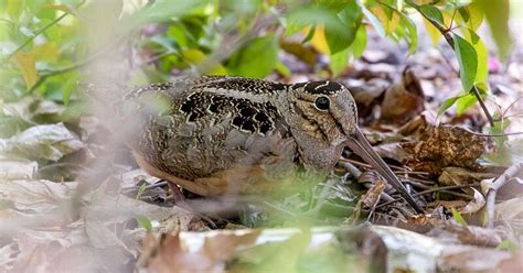 Woodcocks Dont Let Migration Mess With Their Sex Lives Colby R