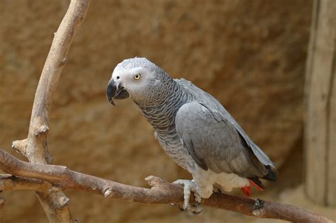 회색 앵무새 새 페치 Pixabay의 무료 사진 Pixabay