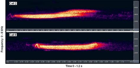 Detailed Spectrogram Of The Calls 2 And 8 Frequency Scale 0 8 Khz