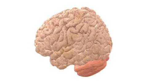 Conte Center for Active Sensing - 3D model by Sci Ani (@SciAni ...