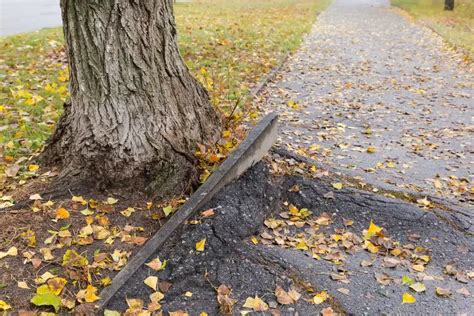 Common Tree Root Problems Expert Tree Root Care Service