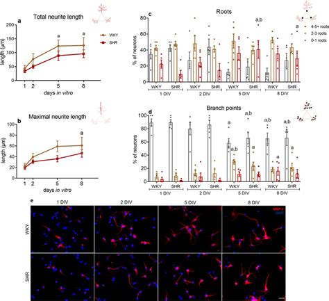 Neuronal Development And Immunocontent Of Synaptic Proteins In Cultured Download Scientific