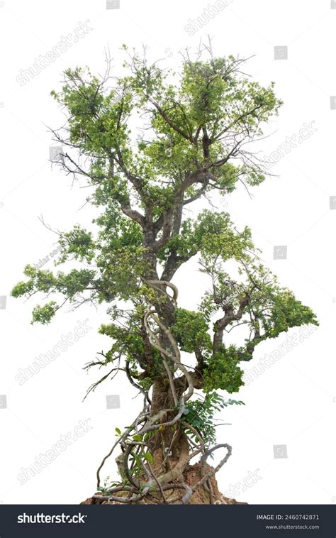 Tree Twisted Royalty Free Images Stock Photos Pictures Shutterstock