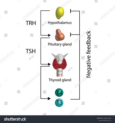 Feedback Loop Controlling Thyroid Hormone Secretion Stock Vector