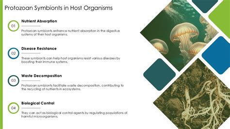 Phylum Of Protozoa Ppt Powerpoint Acp Ppt Presentation