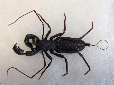 Come Across This Giant Whip Scorpion In Your Area Ufifas Expert