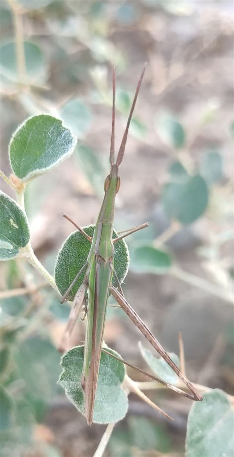 Acrida By Gagan On 2 November 2022