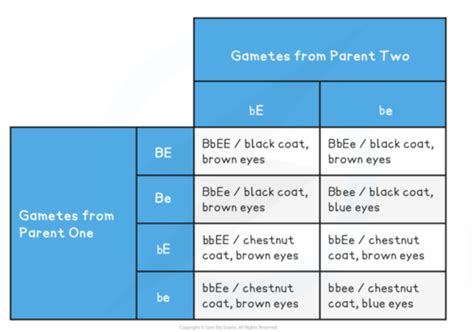 Predicting Inheritance Flashcards Quizlet