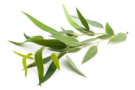Folia Eucalyptus Eucalyptus Leaves Feuilles Eucalyptus Eukaliptus