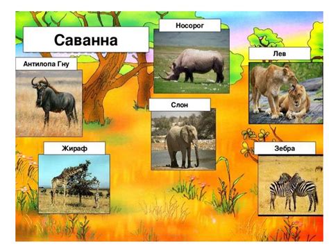 Природные зоны Земли их обитатели Флора и фауна природных зон Ландшафты природные и