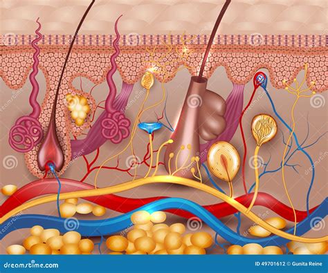 Human Skin Layer Vector Cross Section 34806992