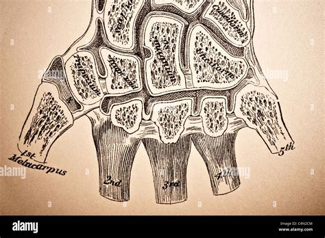 Metacarpo Phalangeal Joint Banque De Photographies Et Dimages à Haute Résolution Alamy