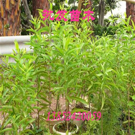 檀香树苗价格 檀香树苗批发 檀香树种植 大山谷图库
