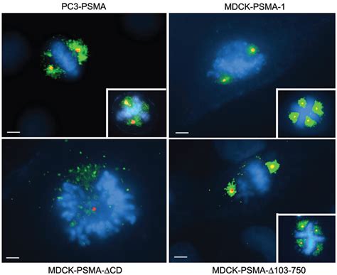 Localization Of Psma At The Mitotic Spindle Poles Note Distinct