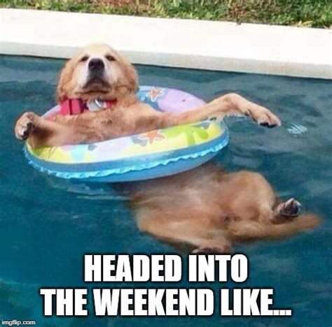 Cool Dog Imgflip
