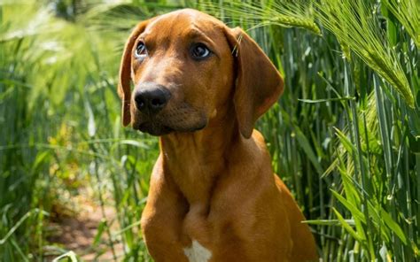 Rhodesian Ridgeback Bulldog Mix