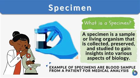 What Is A Specimen Status Report Design Talk