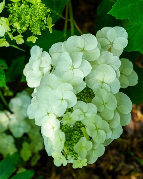 Gardens Ruby Slippers Dwarf Oakleaf Hydrangea Information