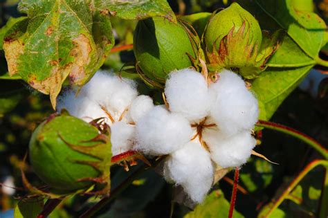 200000 Free Freetown Cotton Tree And Cotton Images Pixabay