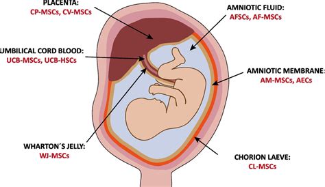 The Different Sources Of Multipotent Fetal Stem Cells Afscs