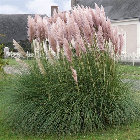 Pink Pampas Ornamental Grass Seeds Cortaderia Selloana