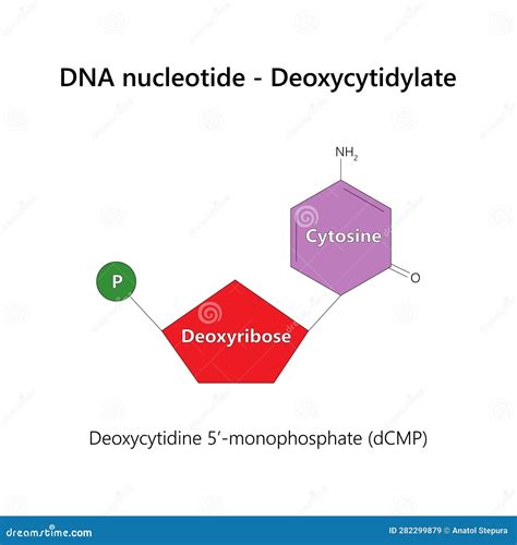 Deoxycytidine Monophosphate Dcmp Nucleotide Molecule Dna Building Block Atoms Are