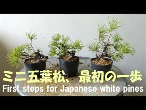 盆栽工房 春嘉 329 五葉松苗木の改作ミニ盆栽最初にやっておくべき事 YouTube