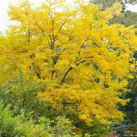 Shademaster Honeylocust Trees For Sale